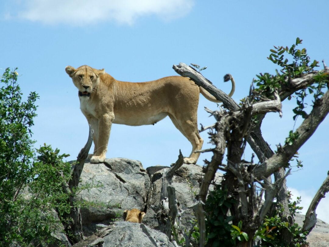 PARQUE NACIONAL DEL LAGO MANYARA - Sikia Africa