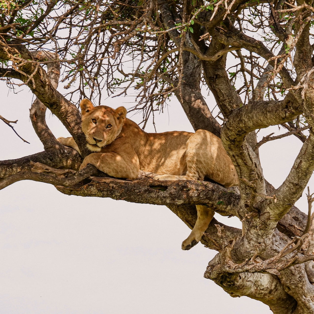 PARQUE NACIONAL DEL LAGO MANYARA - Sikia Africa