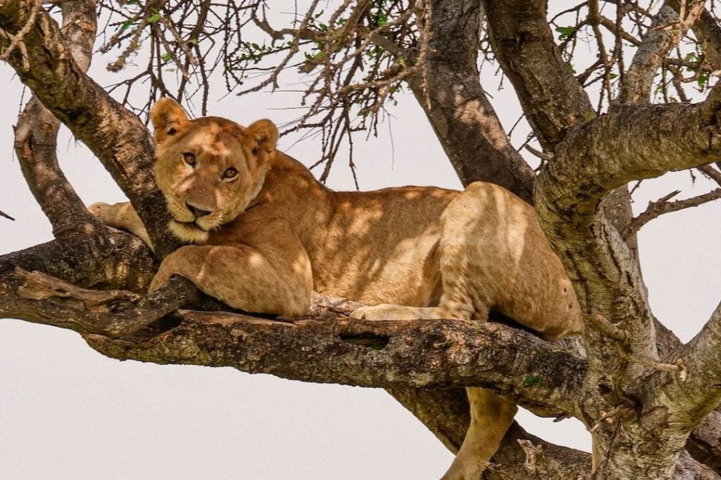 PARQUE NACIONAL DEL LAGO MANYARA - Sikia Africa