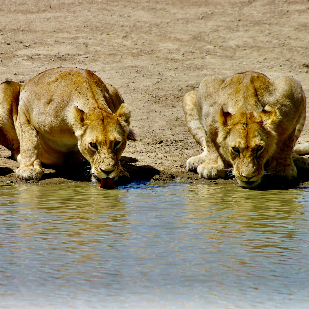 PARQUE NACIONAL DEL LAGO MANYARA - Sikia Africa