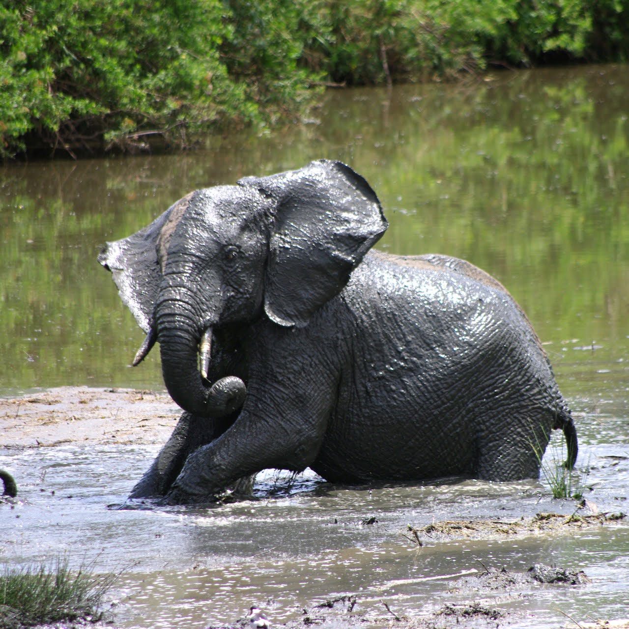 PARQUE NACIONAL DEL LAGO MANYARA - Sikia Africa