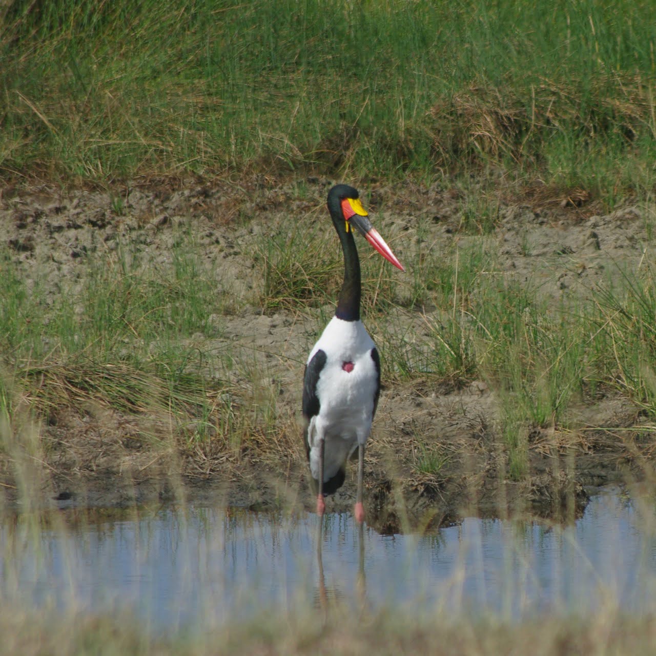 PARQUE NACIONAL DEL LAGO MANYARA - Sikia Africa