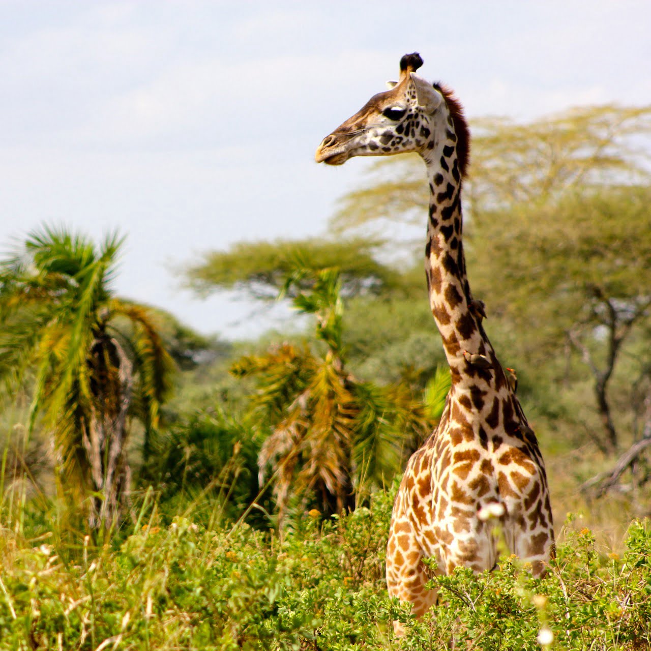 PARQUE NACIONAL DEL LAGO MANYARA - Sikia Africa